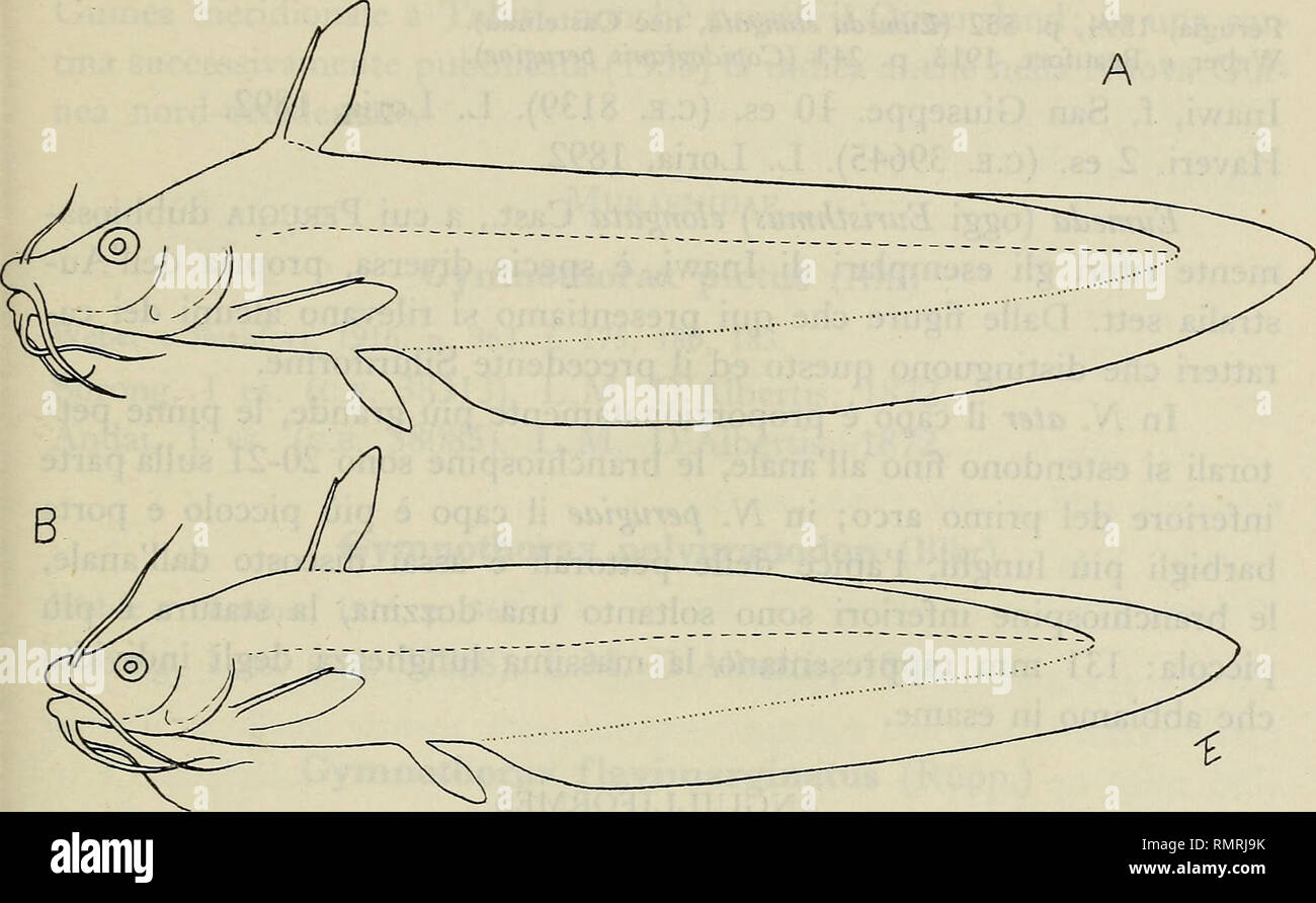 1663 guinea hi-res stock photography and images - Alamy