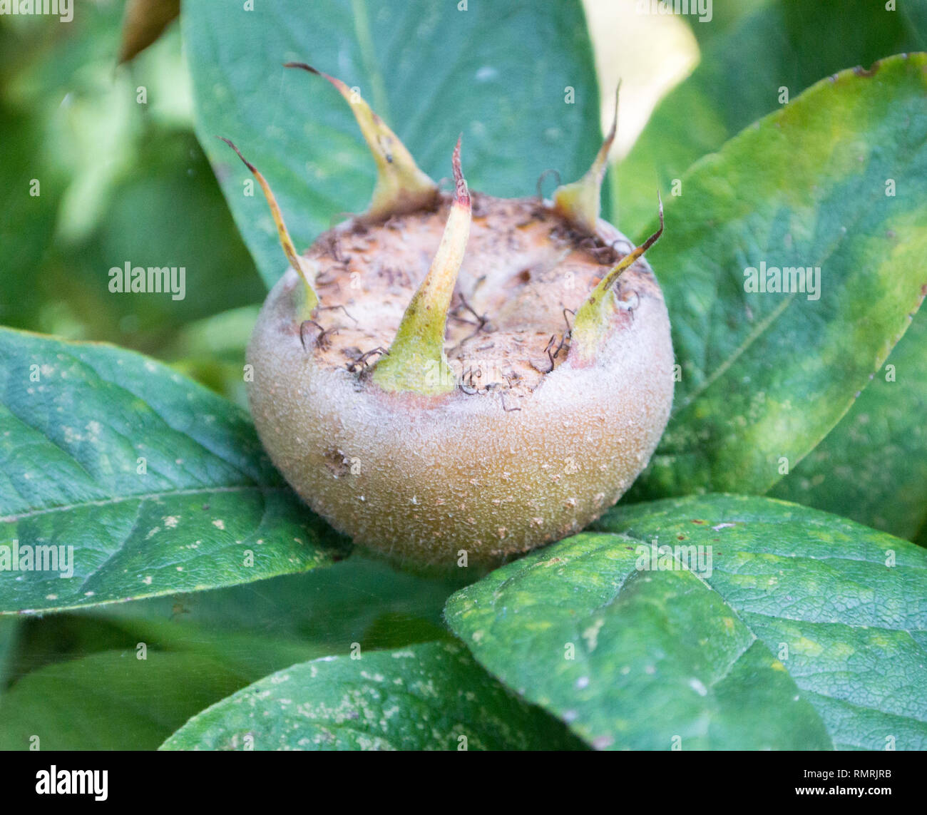 A single medlar fruit on a tree in a garden in Maidstone, Kent, UK ...