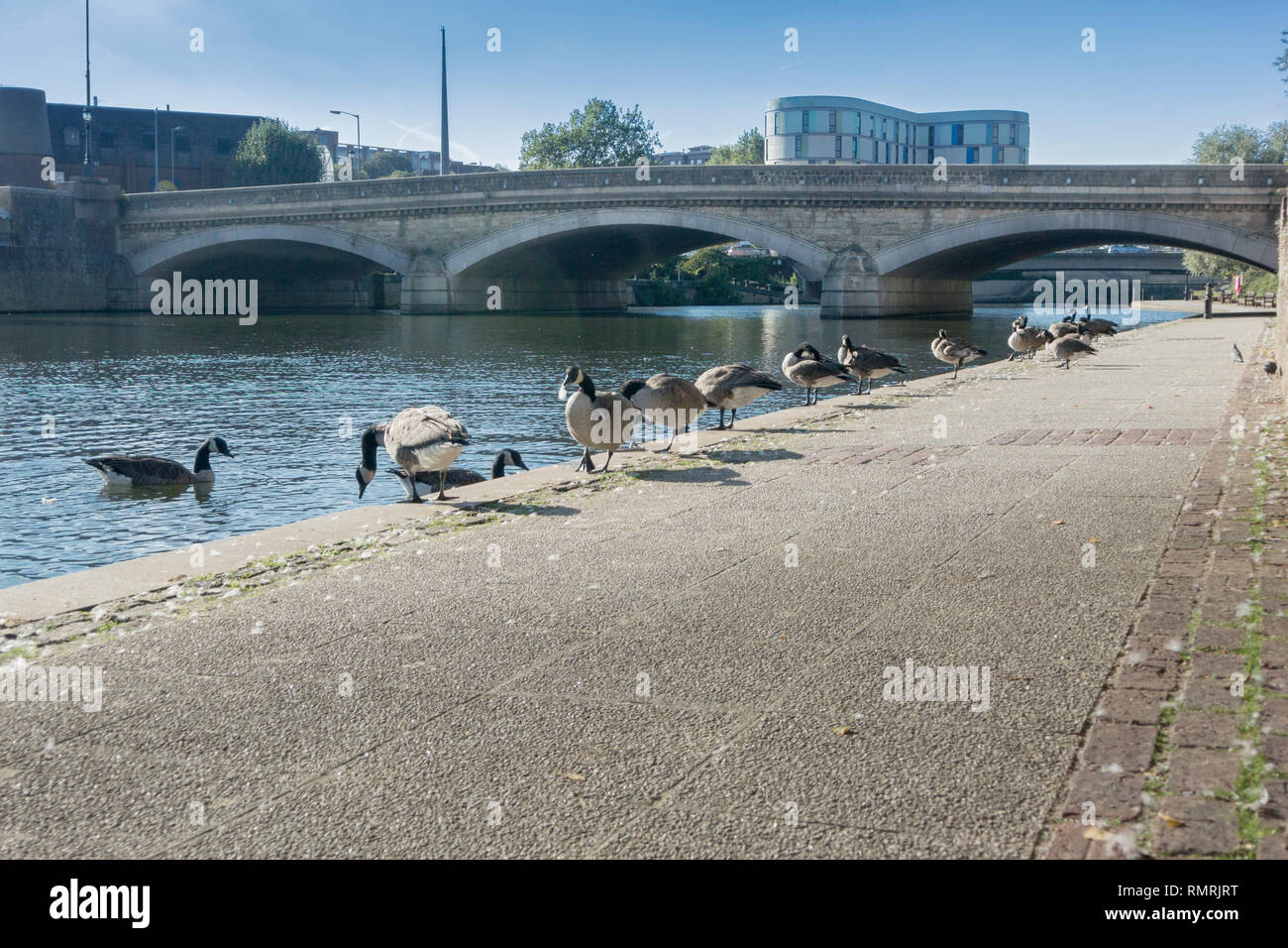 The River Medway and Maidstone bridge, with geese along the riverbank ...