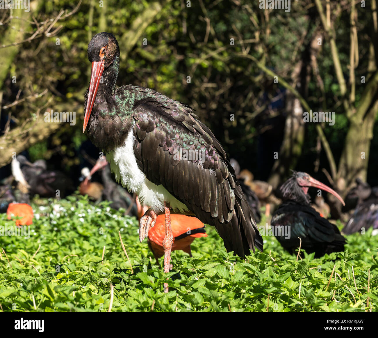 German fish species hi-res stock photography and images - Alamy