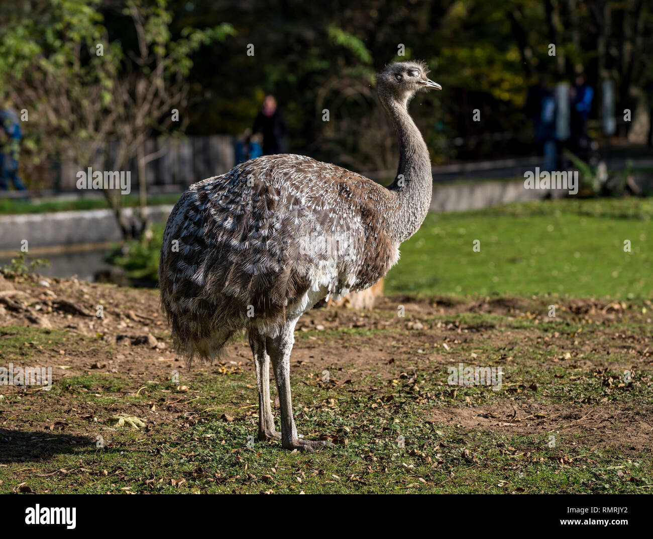 Darwin's rhea, Rhea pennata also known as the lesser rhea Stock Photo - Alamy