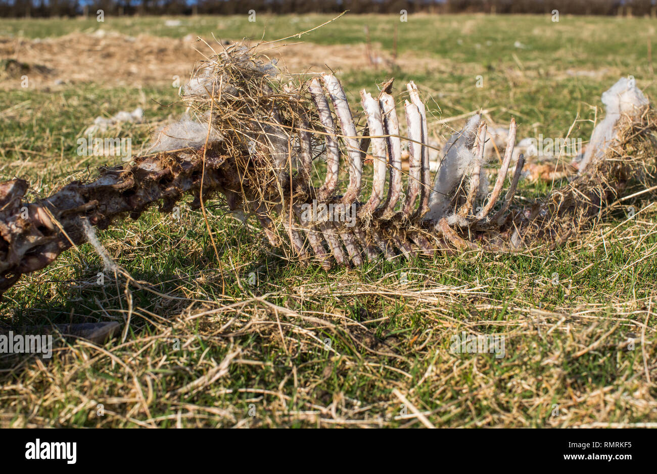 Rib Cage Stock Photos & Rib Cage Stock Images - Alamy