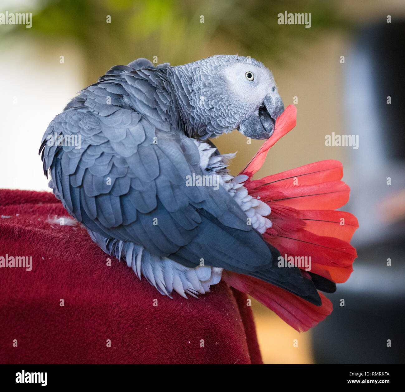 African Gray Parrot sat on an arm chair cleaning and grooming his tail ...