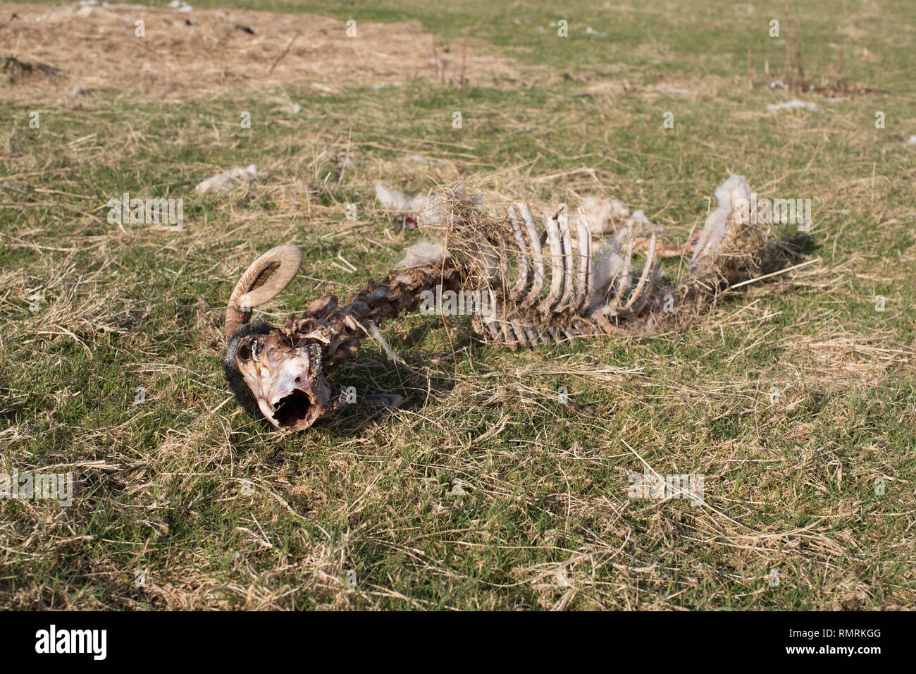 A sheep has died and been eaten by the local wildlife. It's skeleton ...