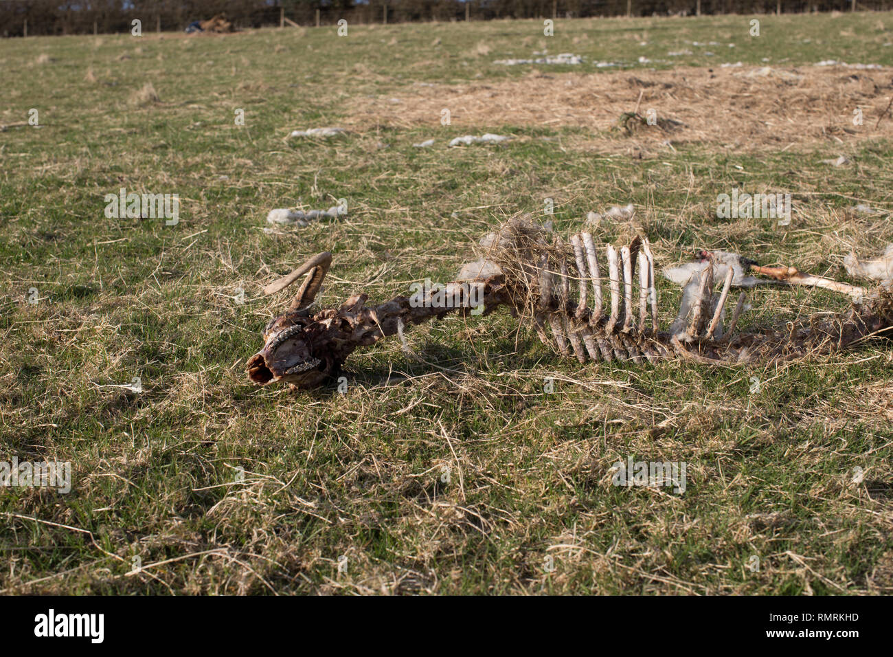 A sheep has died and been eaten by the local wildlife. It's skeleton ...