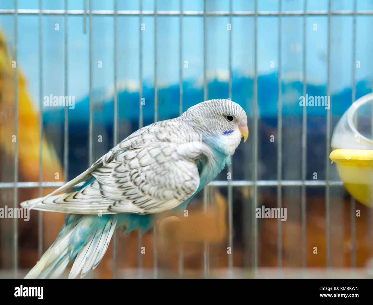 Lovebird in cage hi-res stock photography and images - Alamy