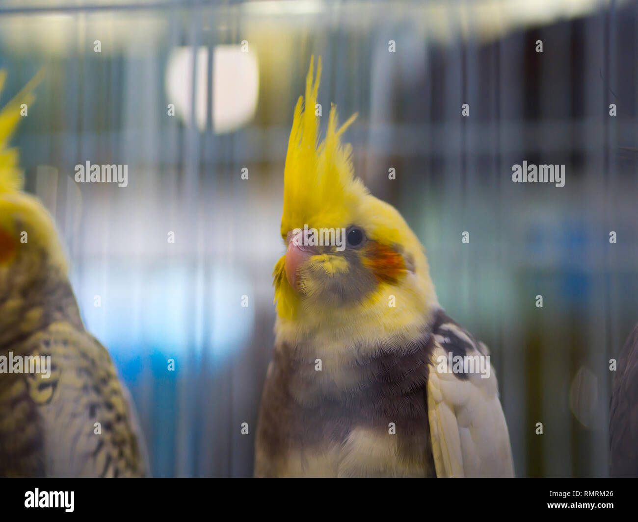 Family of cockatoos hi-res stock photography and images - Alamy