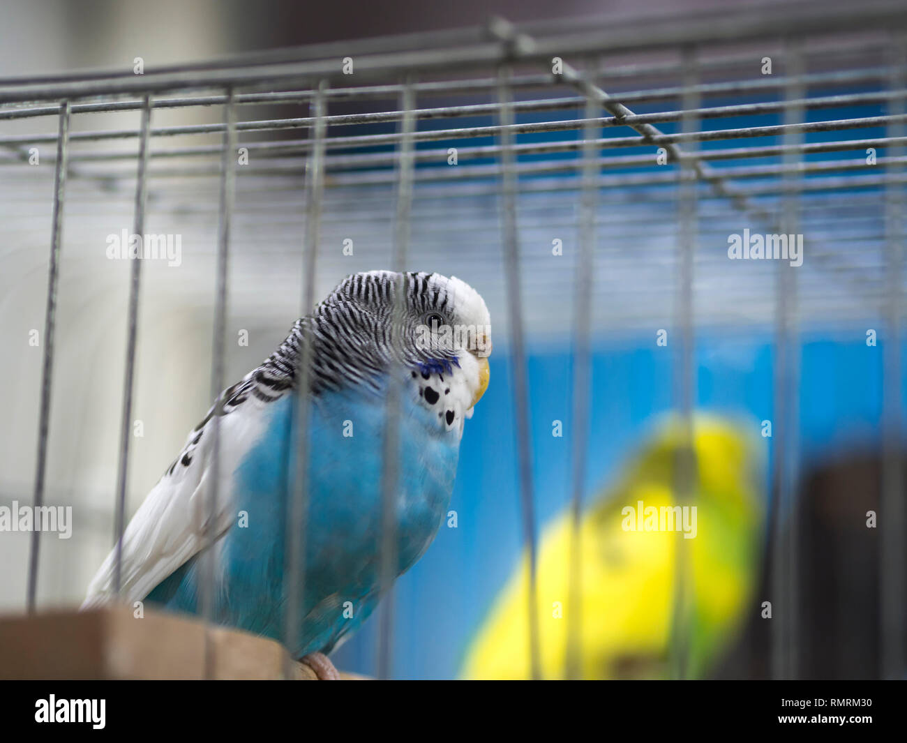 Lovebird in cage hi-res stock photography and images - Alamy