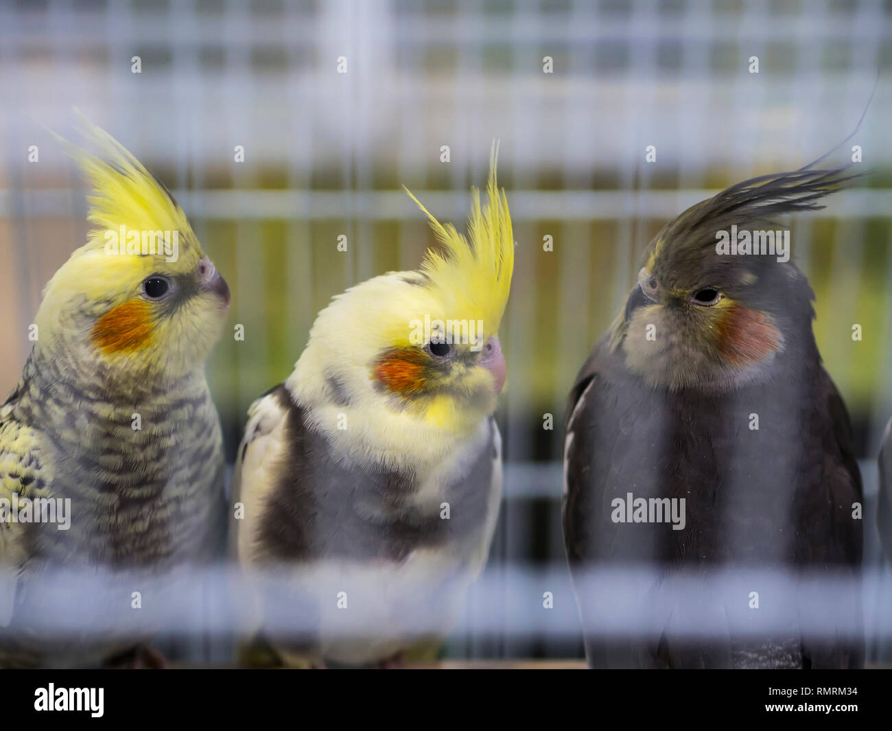 Family of cockatoos hi-res stock photography and images - Alamy