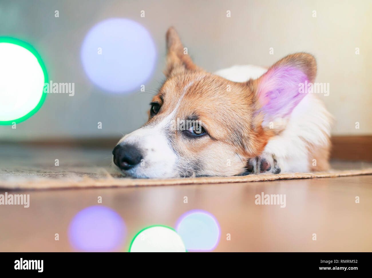 funny portrait of cute little red puppy dog Corgi lying on the floor ...