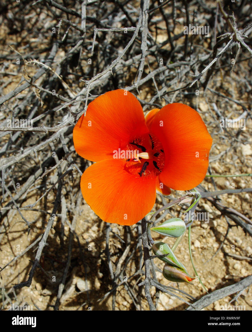 A rare desert mariposa lily in the California desert in bright orange ...