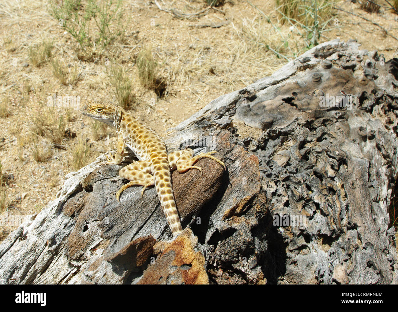 A leopard lizard on a log in the Mojave desert. Colorful and healthy ...