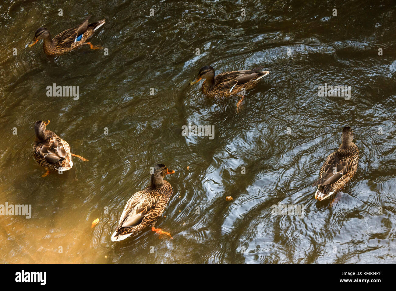 A group of brown ducks swimming in the water in a river Stock Photo - Alamy