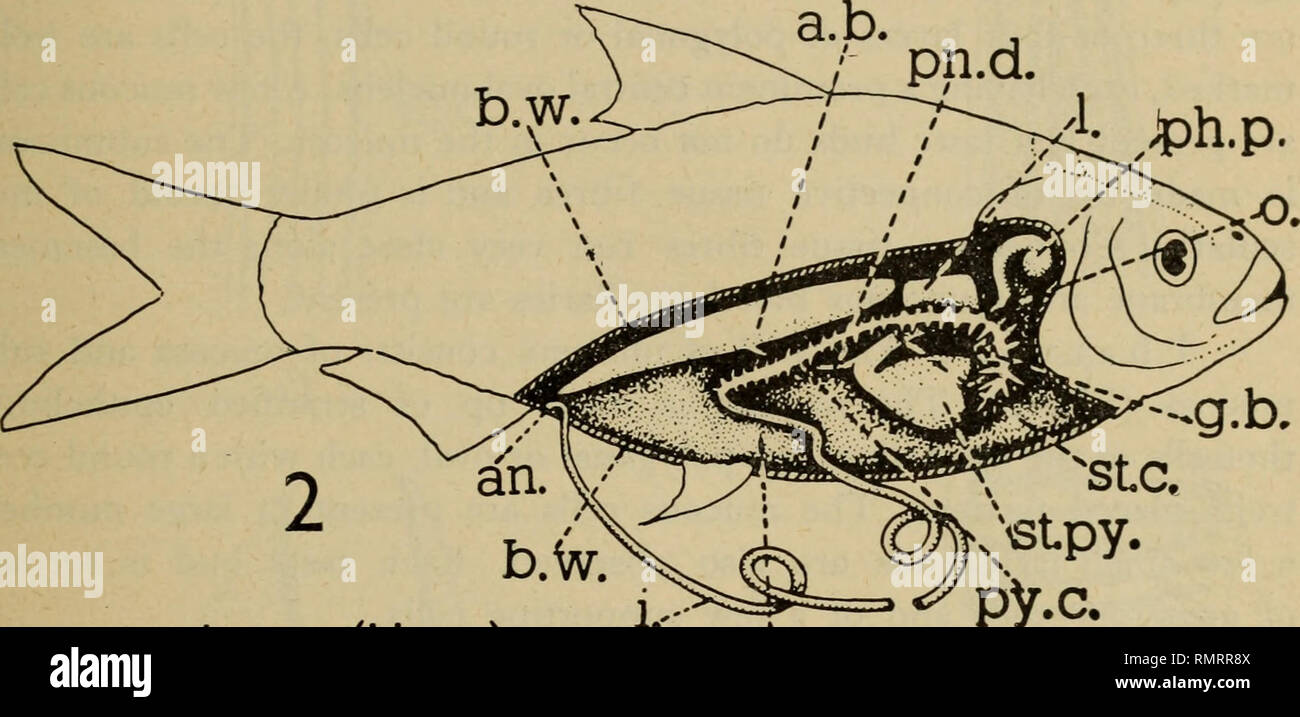 Alimentary groups hi-res stock photography and images - Alamy