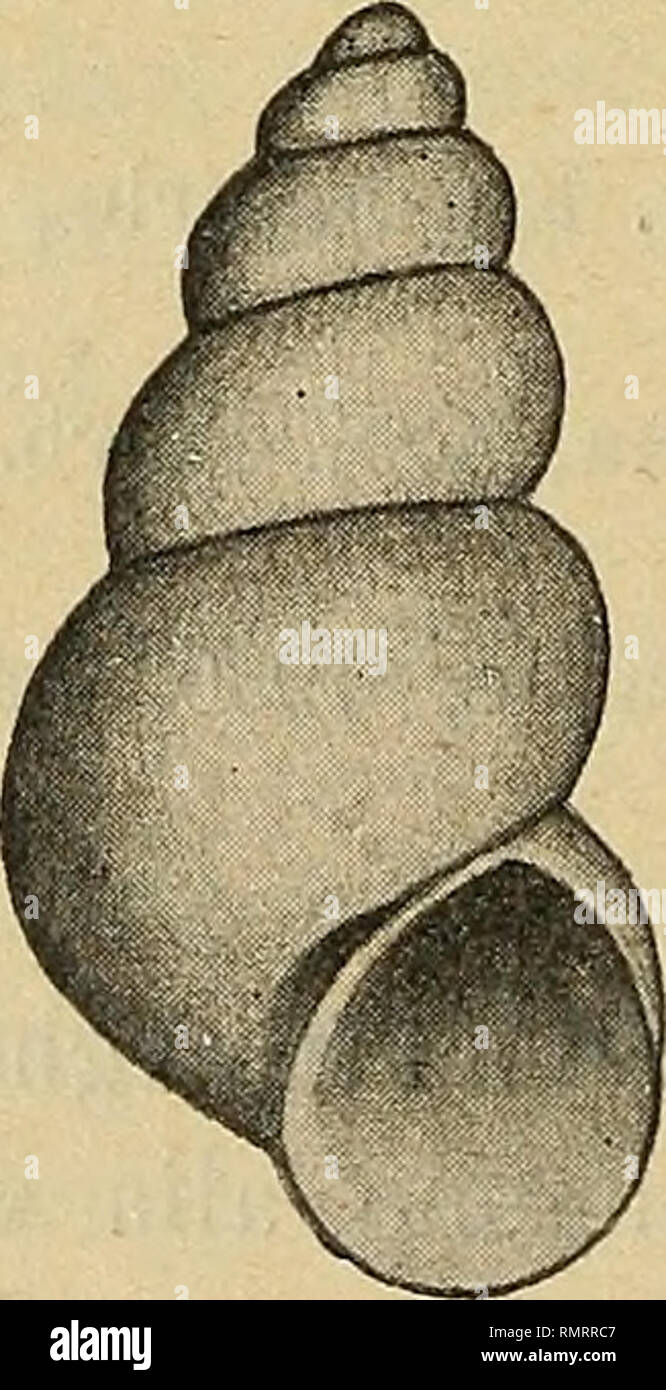 Peristoma hi-res stock photography and images - Alamy