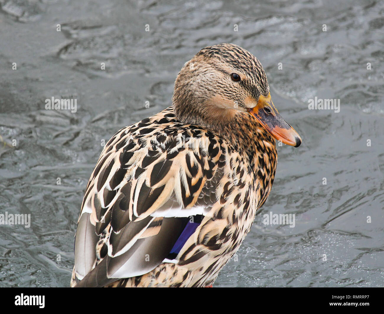 Duck female from back on frozen river Stock Photo - Alamy