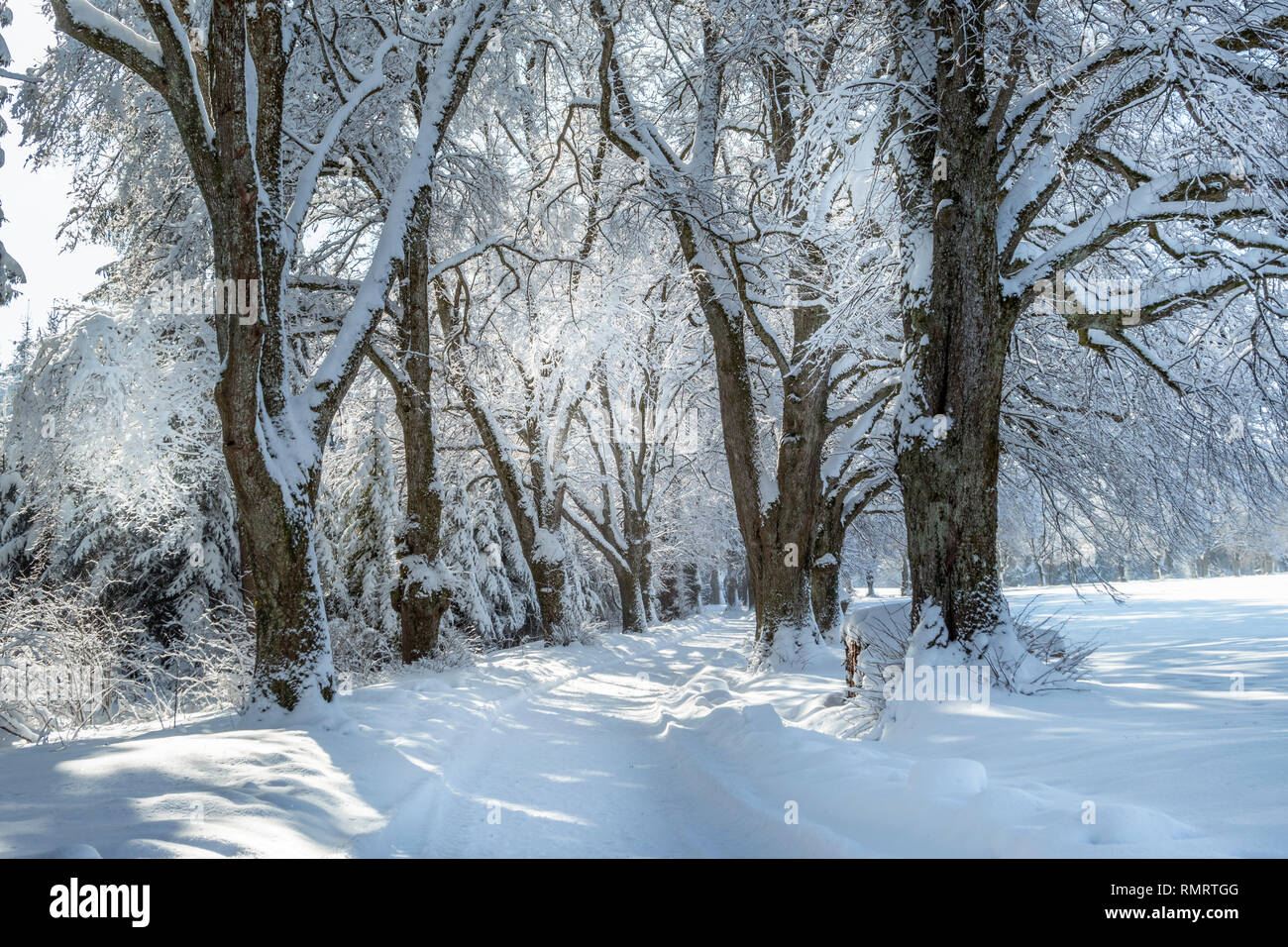 Avenue in winter with snowy trees, Ilkahoehe, Tutzing, Bavaria, Germany ...