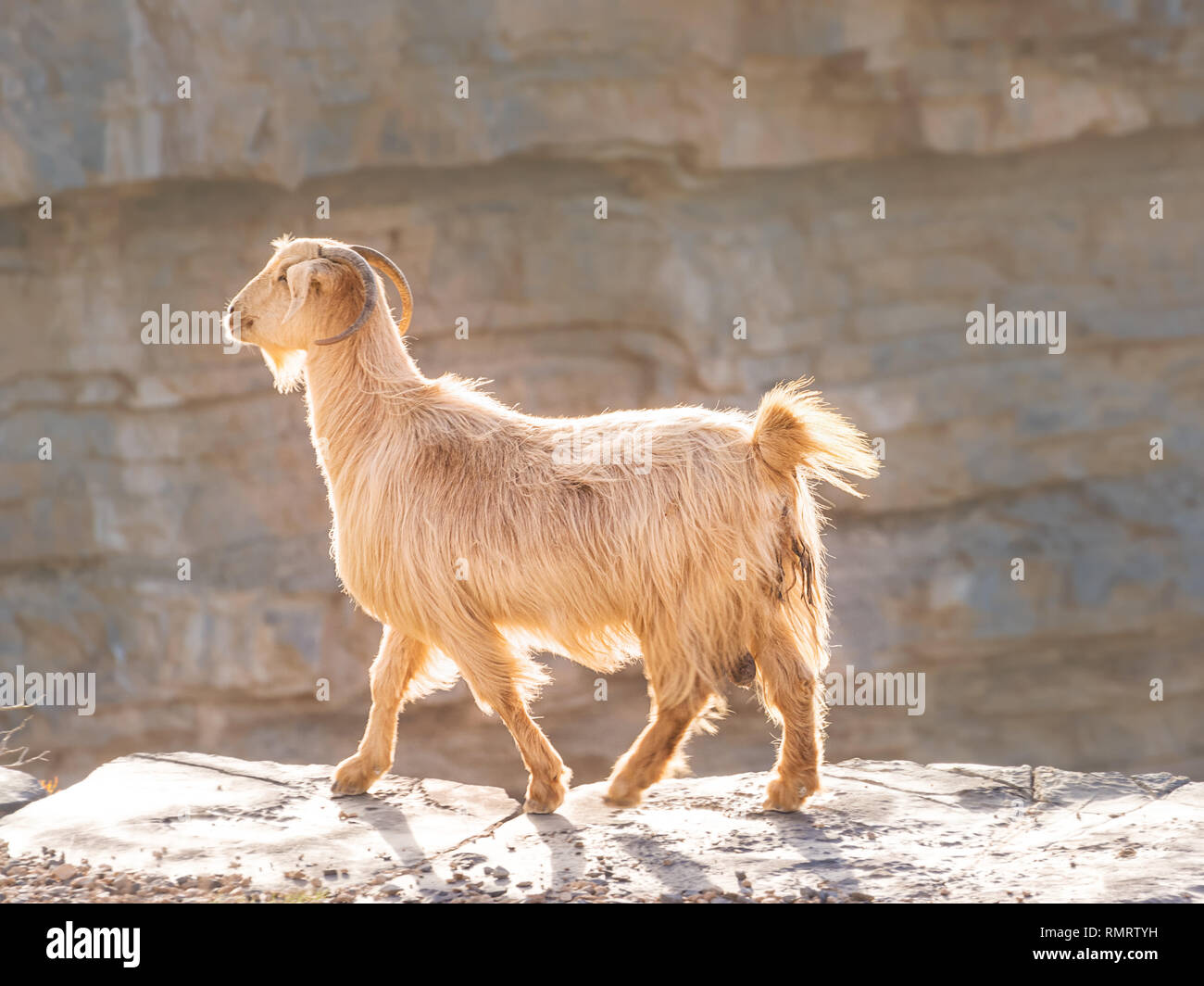 Edge horns hi-res stock photography and images - Alamy