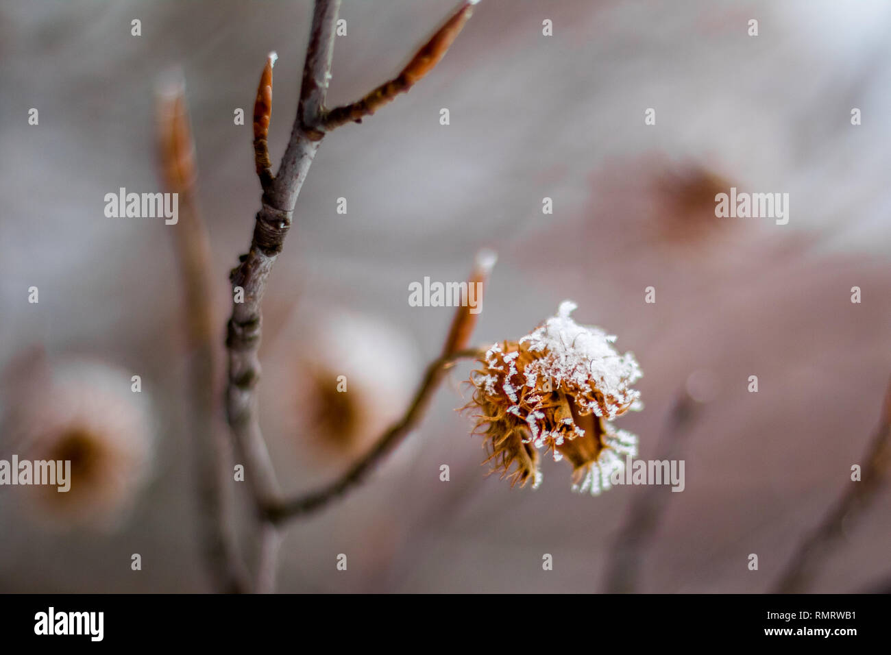 Beech Nut Shell High Resolution Stock Photography and Images - Alamy