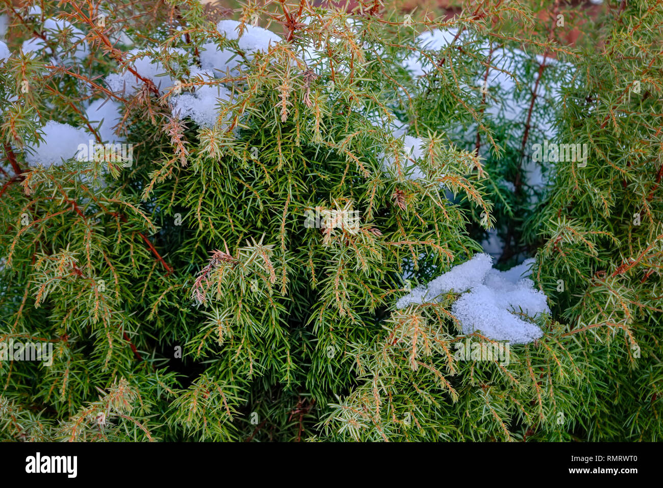 Beautiful juniper tree snow hi-res stock photography and images - Alamy