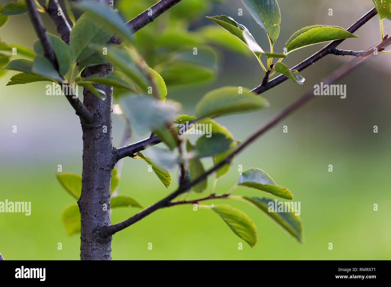 Close-up detail of isolated lit by summer sun growing alone strong ...