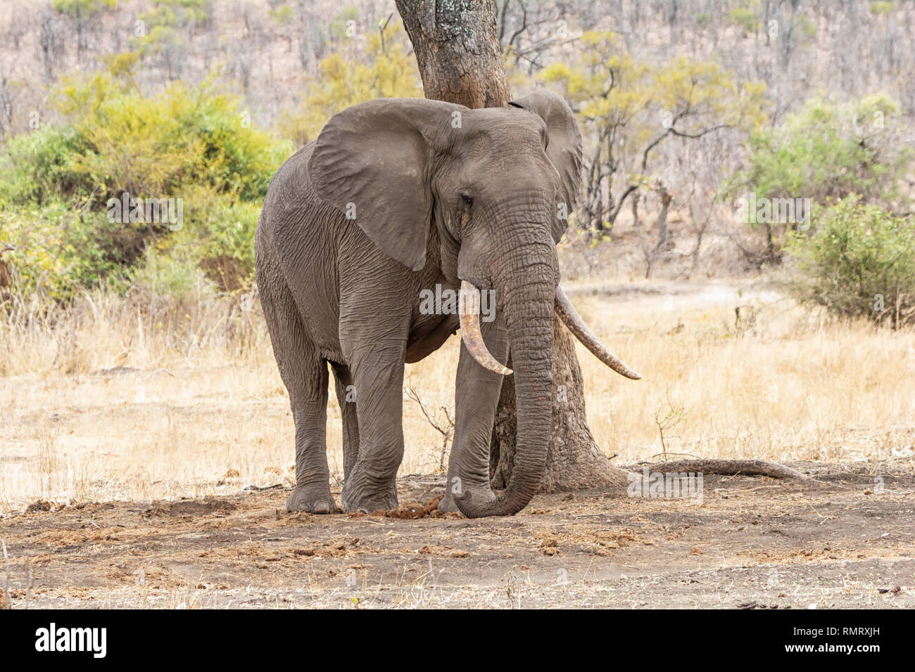 An African Elephant bull in Southern African savanna Stock Photo - Alamy