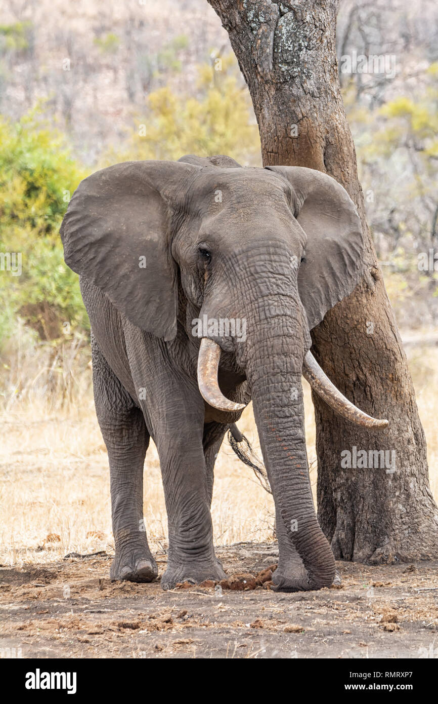 An African Elephant bull in Southern African savanna Stock Photo - Alamy
