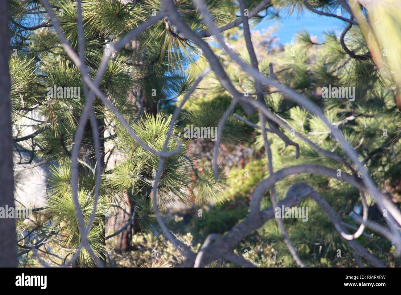 Knarly branches hi-res stock photography and images - Alamy