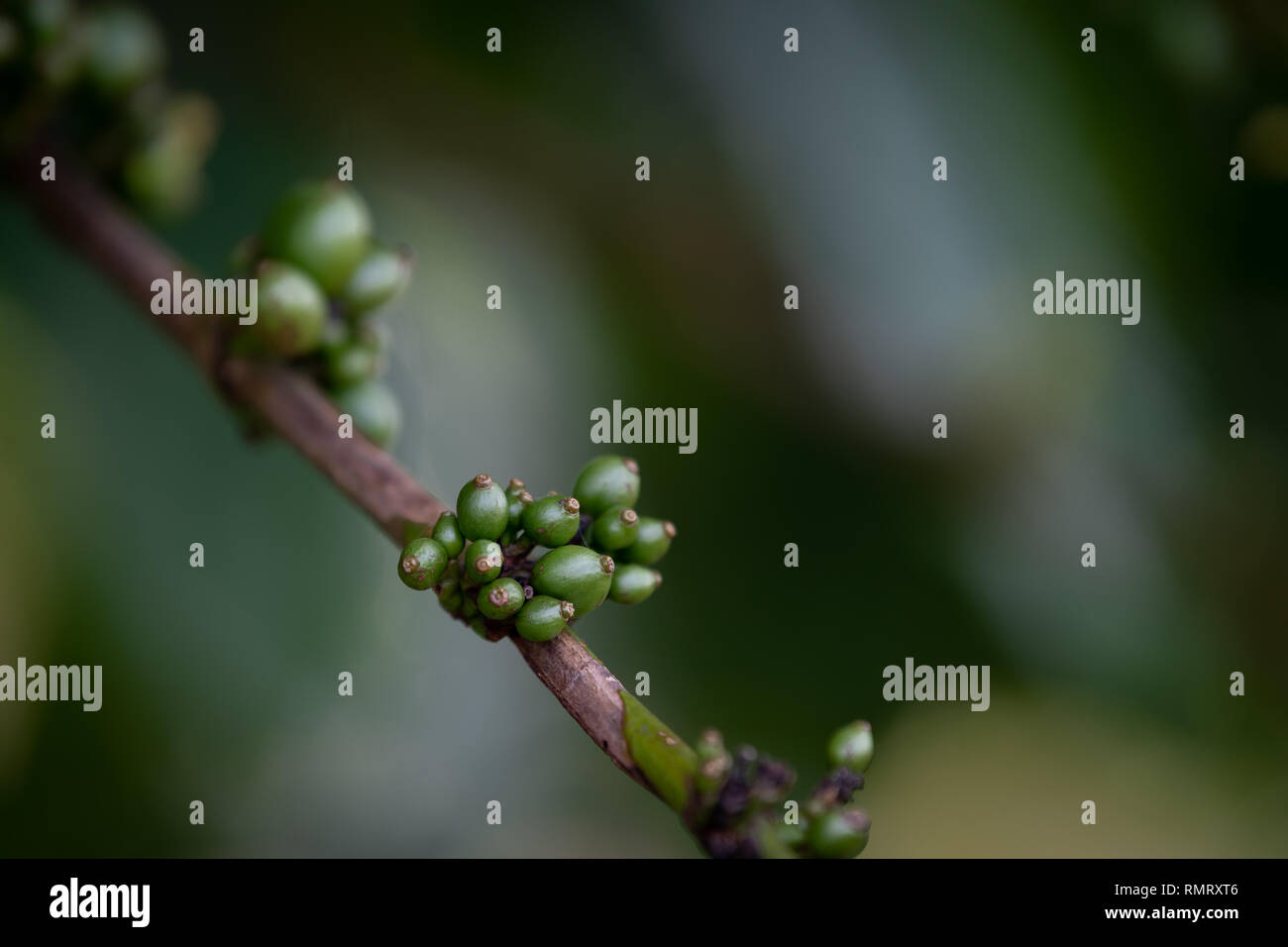Robusta coffee tree coffea hi-res stock photography and images - Alamy