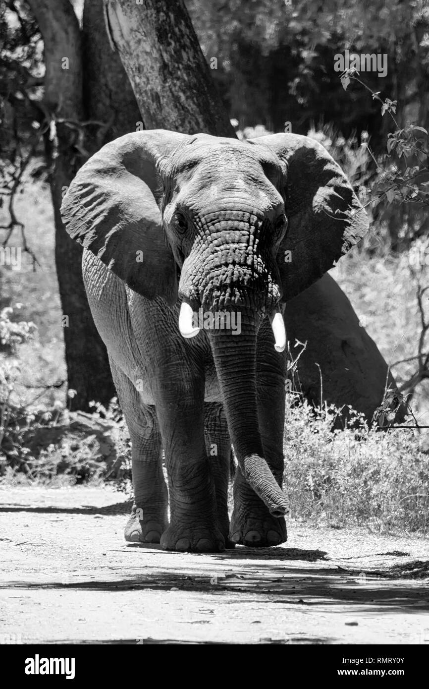 An African Elephant bull in Southern African savanna Stock Photo - Alamy