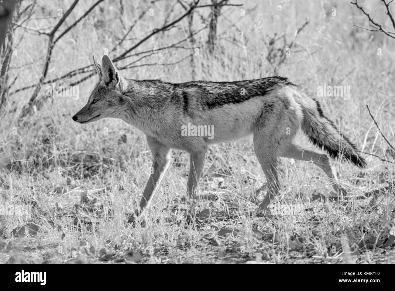 Grey jackal Black and White Stock Photos & Images - Alamy
