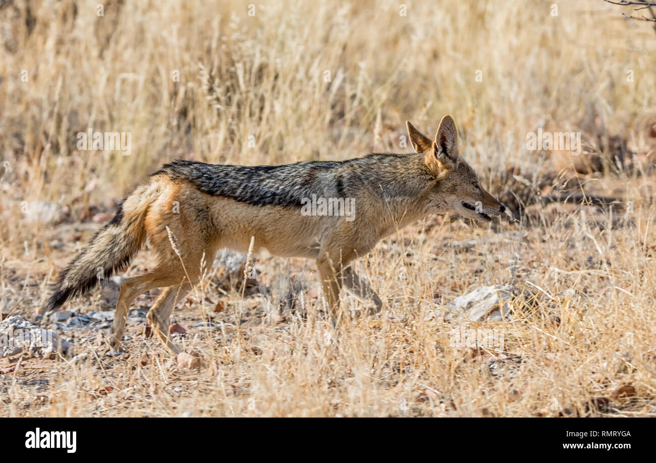 A Black-backed Jackal in Namibian savanna Stock Photo - Alamy