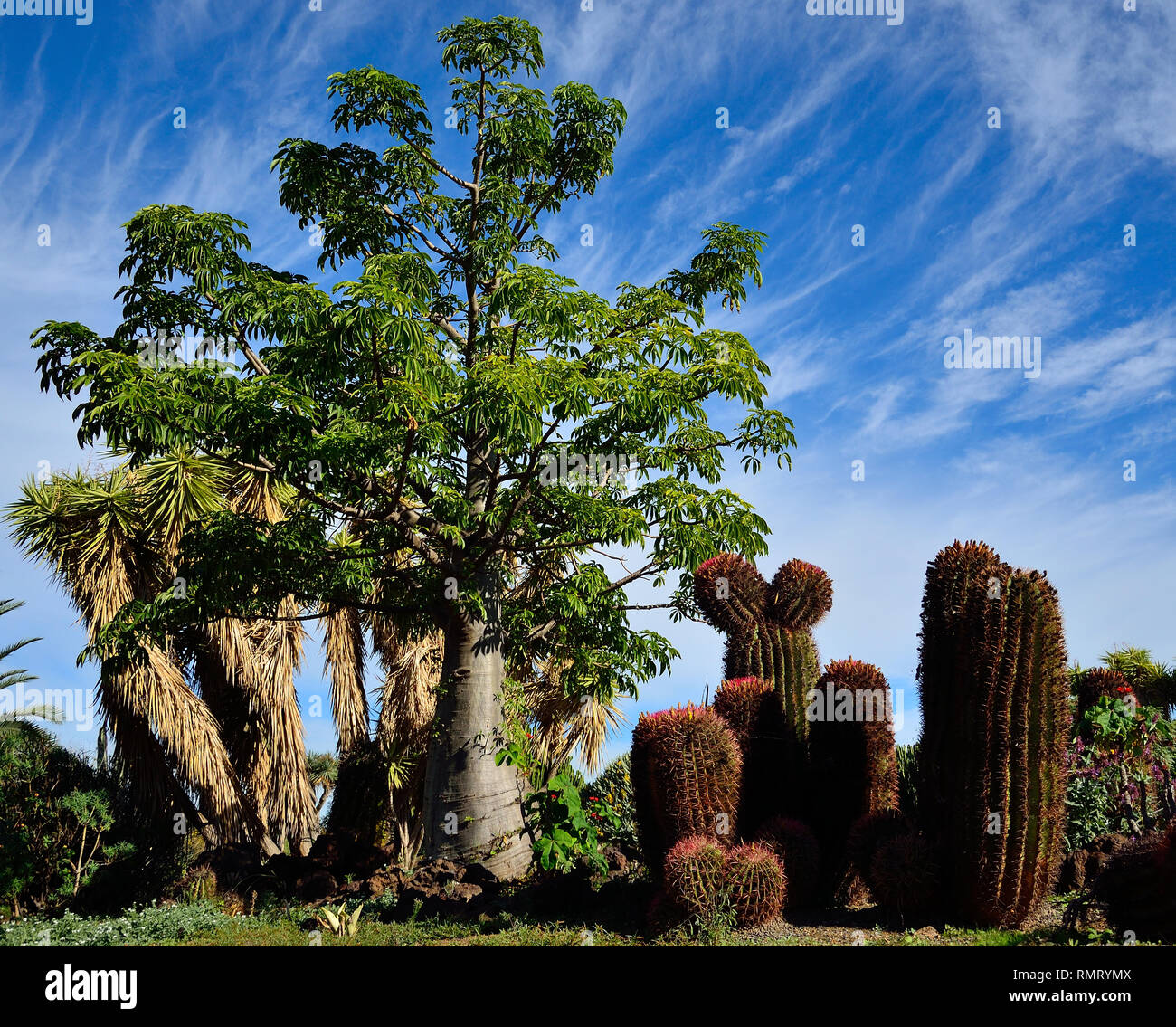 Leafy cactus hi-res stock photography and images - Alamy