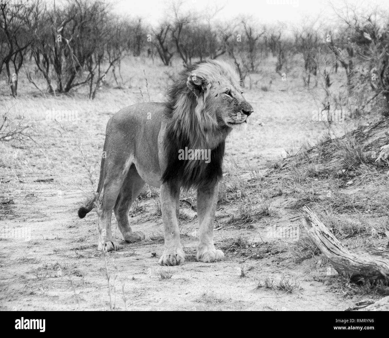 Lion moving in grass hi-res stock photography and images - Alamy