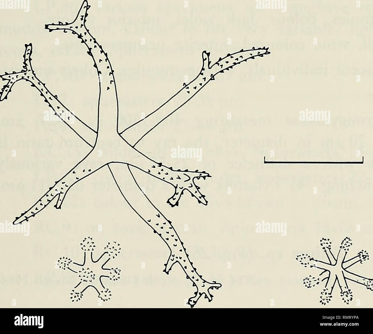 Laubenfels hi-res stock photography and images - Alamy