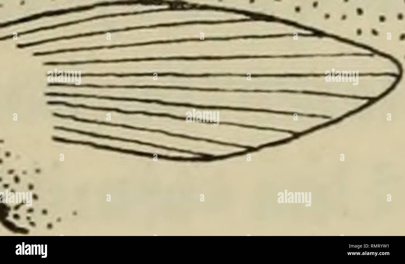 Mandibolare hi-res stock photography and images - Alamy