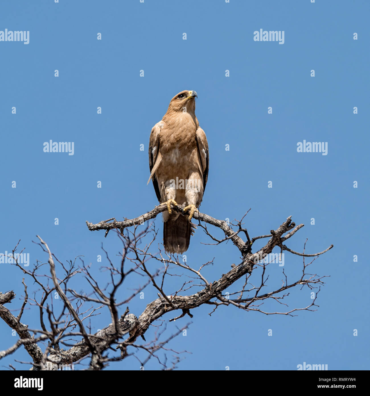 A Tawny eagle perched in a tree in Namibian savanna Stock Photo - Alamy