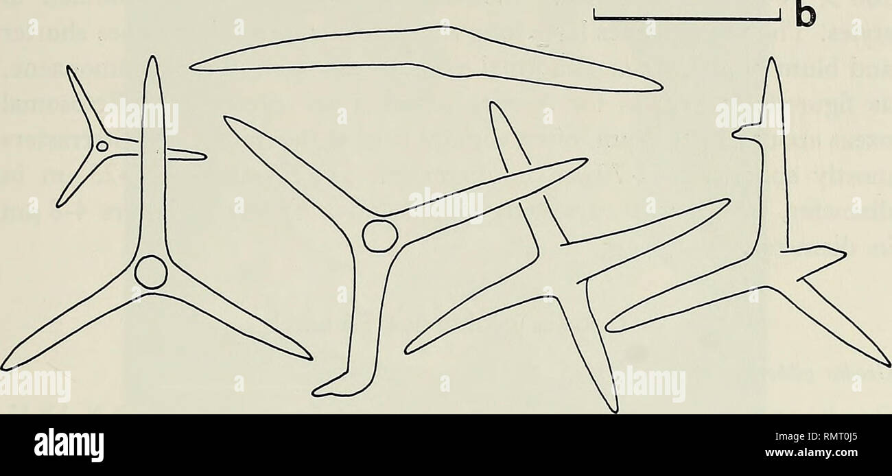 Spherasters hi-res stock photography and images - Alamy