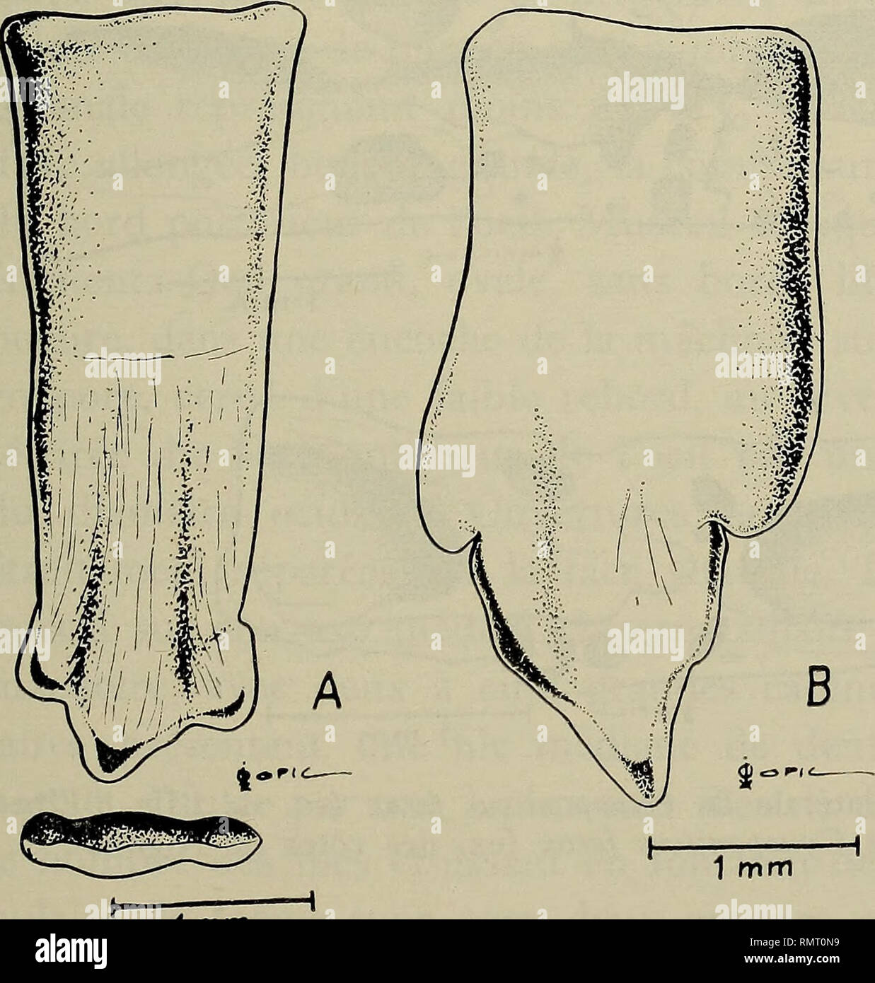 à larges nageoires hi-res stock photography and images - Alamy