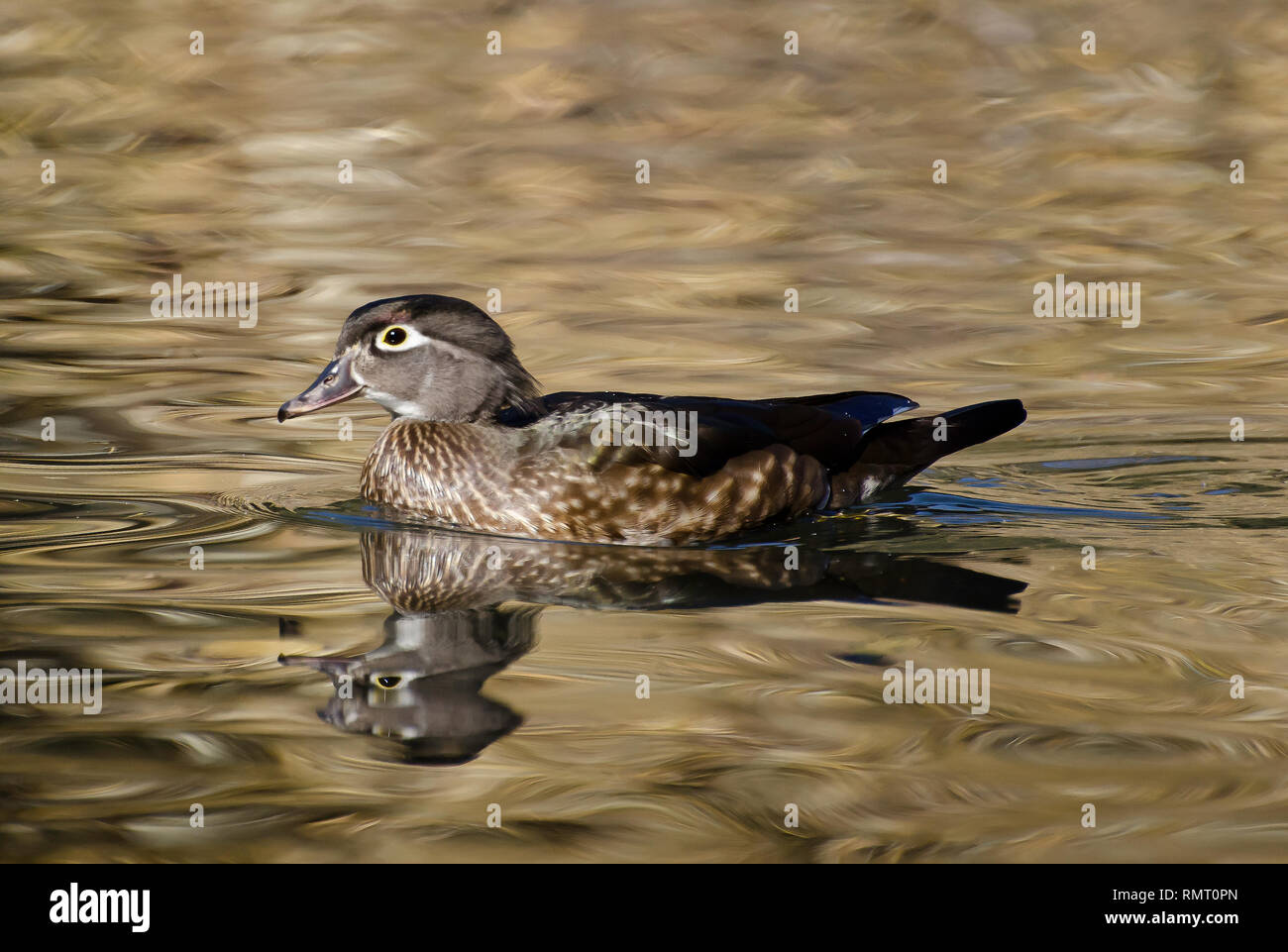 A Female Wood Duck (Aix sponsa) swims in a pond at Franklin Canyon park ...