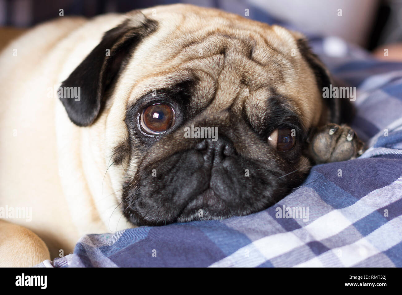 Very Sad Dog Face