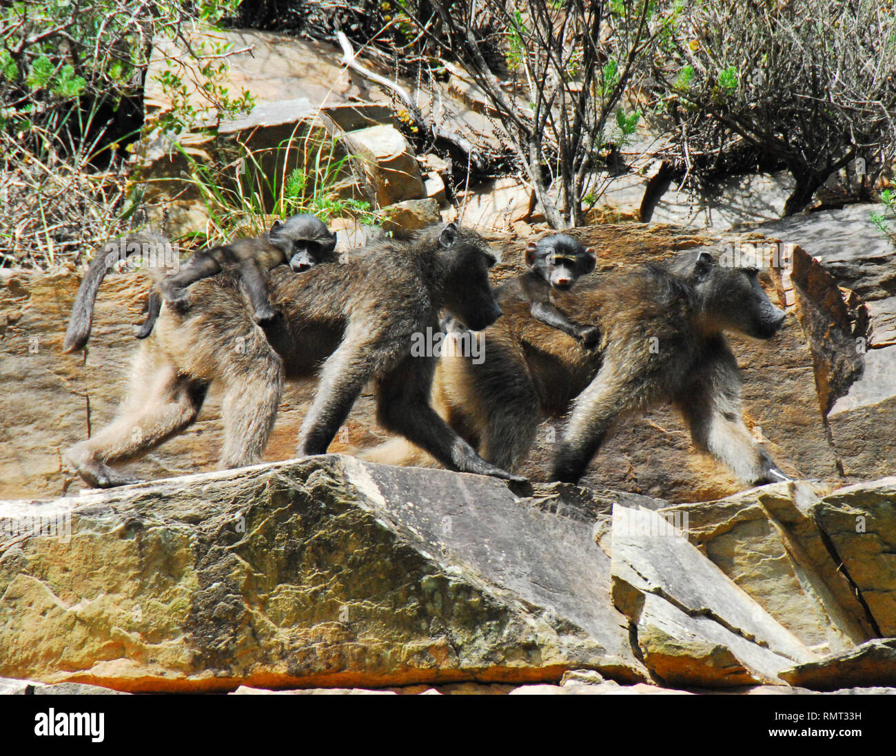 Widl mother Baboons walking across a stone cliff while carrying ...