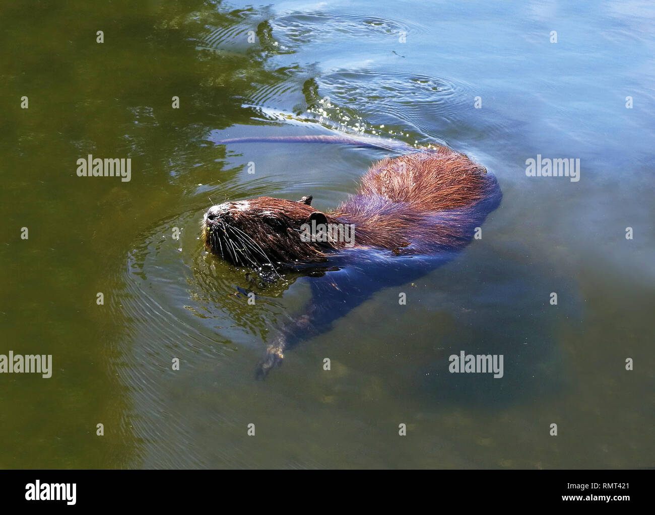 Beaver tail close up hi-res stock photography and images - Alamy
