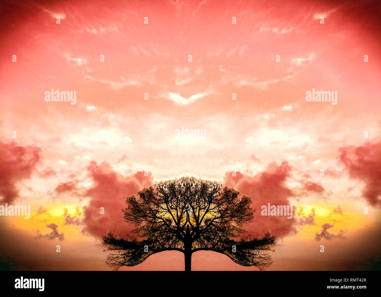 Sky with clouds at sunset with celestial and pink tones and tree ...