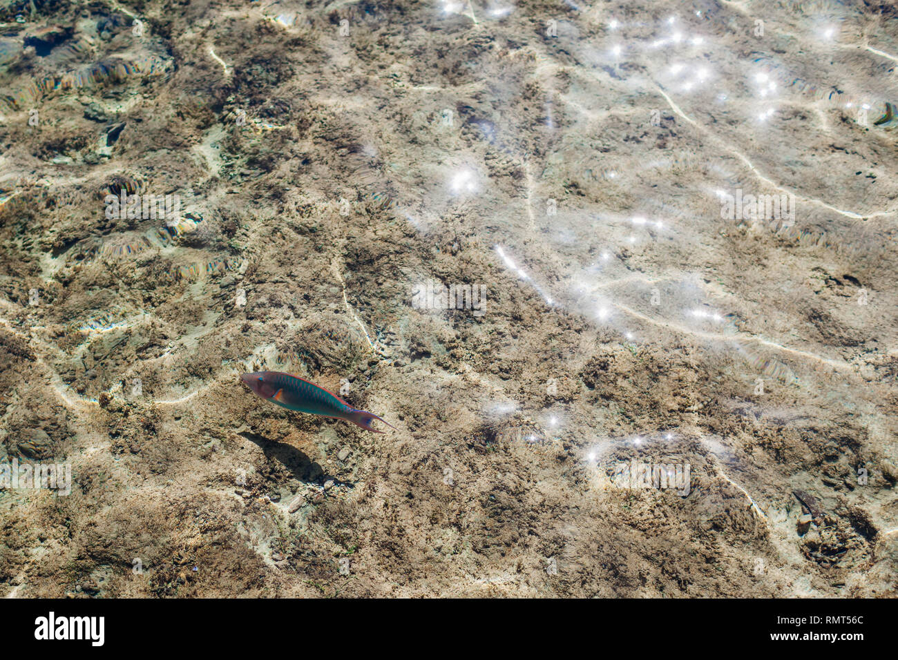Coral fish in the Red Sea. Heavybeak parrotfish or Candelamoa ...