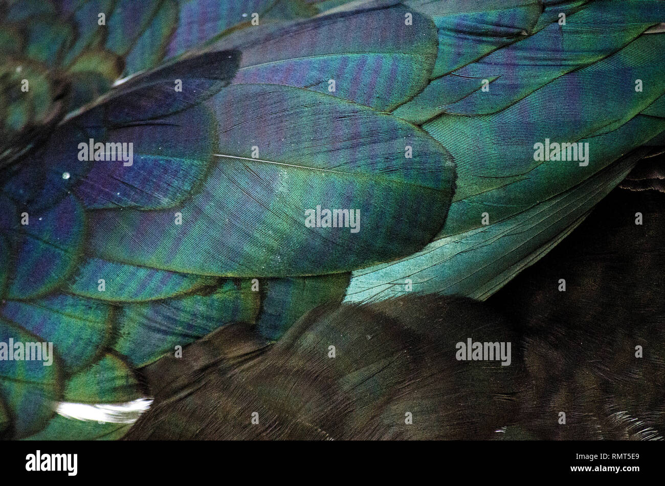 Wings texture hi-res stock photography and images - Alamy