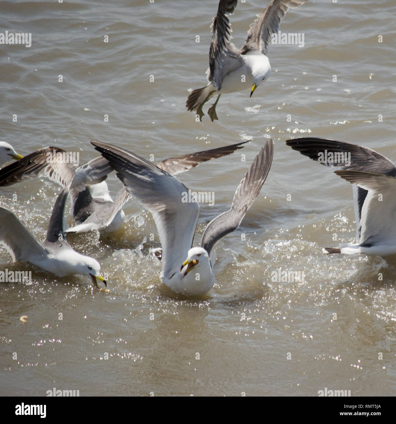 RING-BILLED SEAGULLS BIRDS FLYING SOARING FLAPPING WINGS OVER WATER ...