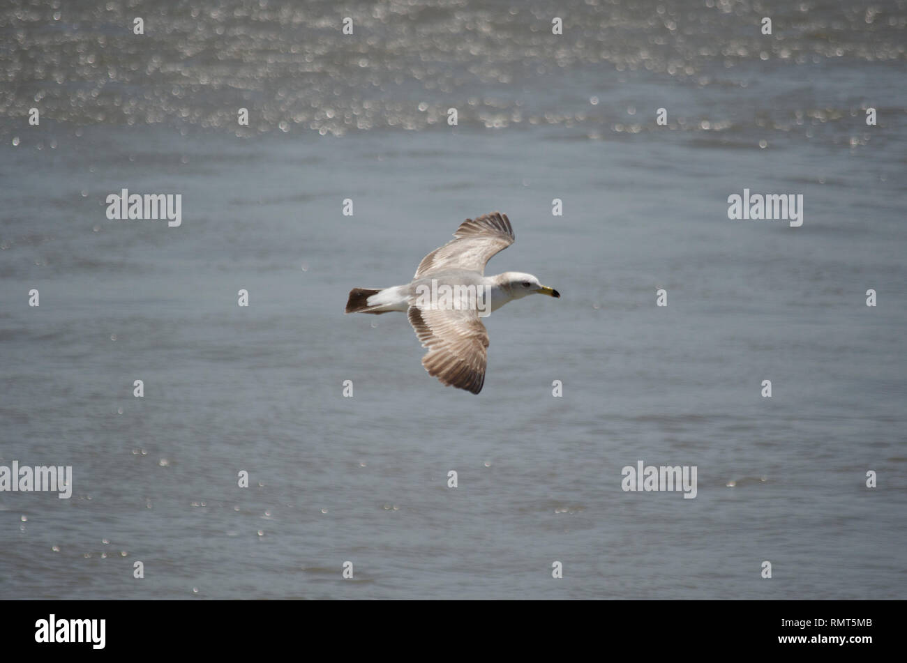 RING-BILLED SEAGULLS BIRDS FLYING SOARING FLAPPING WINGS OVER WATER ...