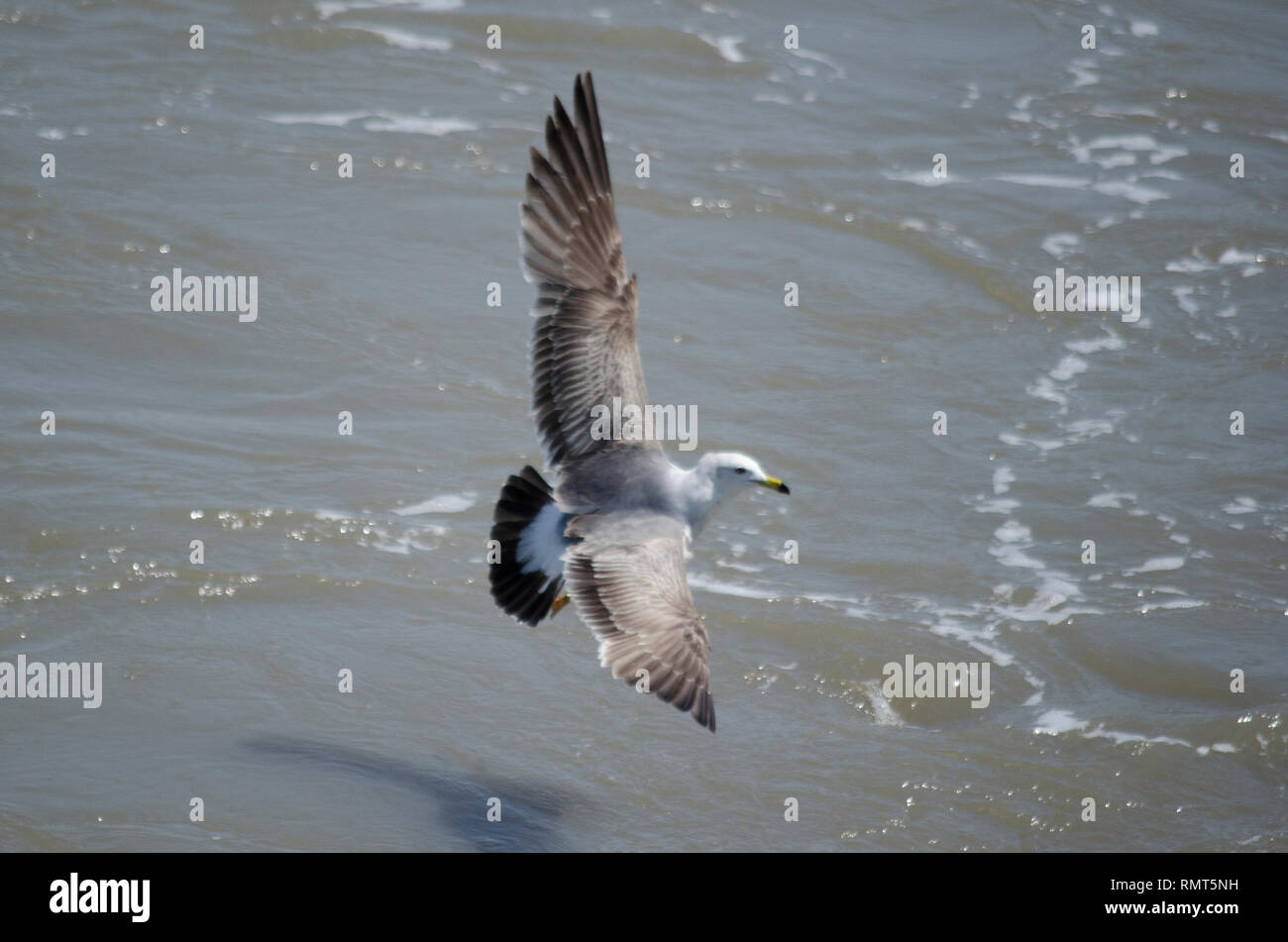 RING-BILLED SEAGULLS BIRDS FLYING SOARING FLAPPING WINGS OVER WATER ...