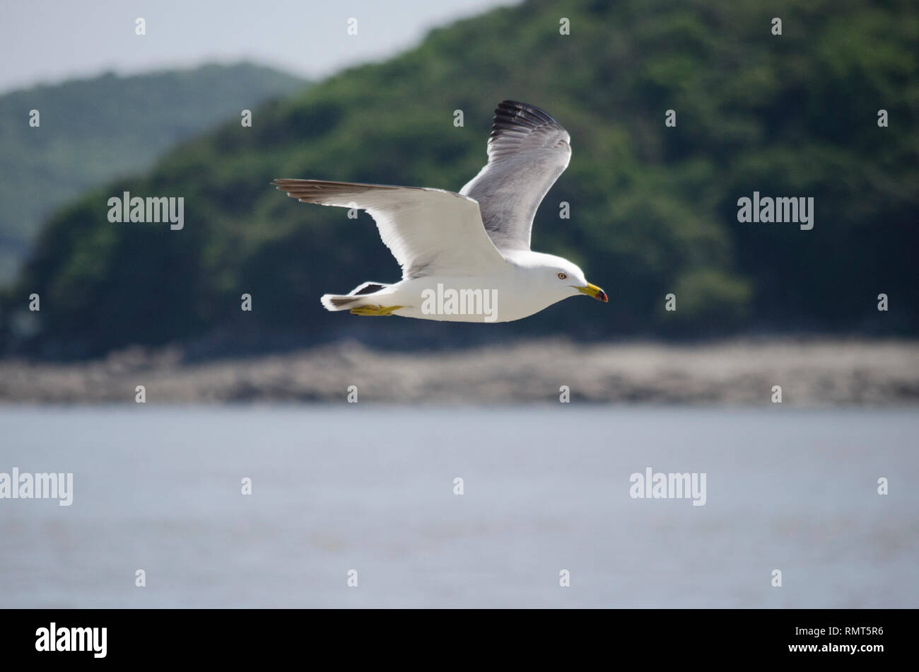 RING-BILLED SEAGULLS BIRDS FLYING SOARING FLAPPING WINGS OVER WATER ...